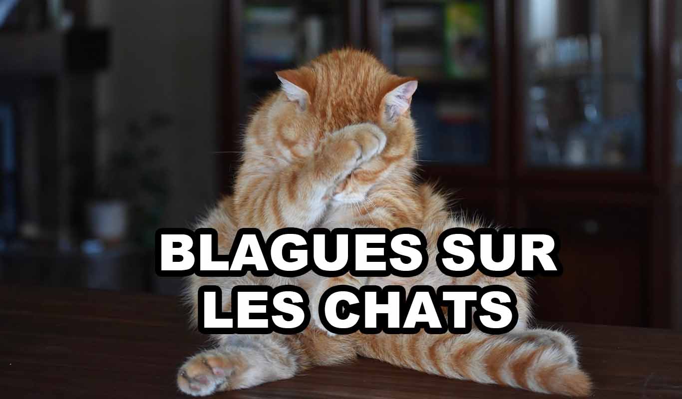 Blague sur les chats - LesAstuces.fr