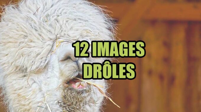 Des images drôles à mourir de rire