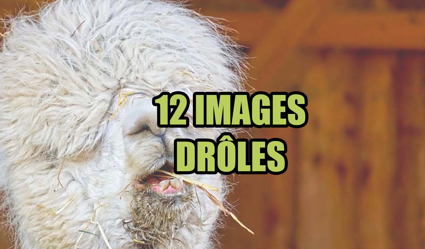 Des images drôles à mourir de rire