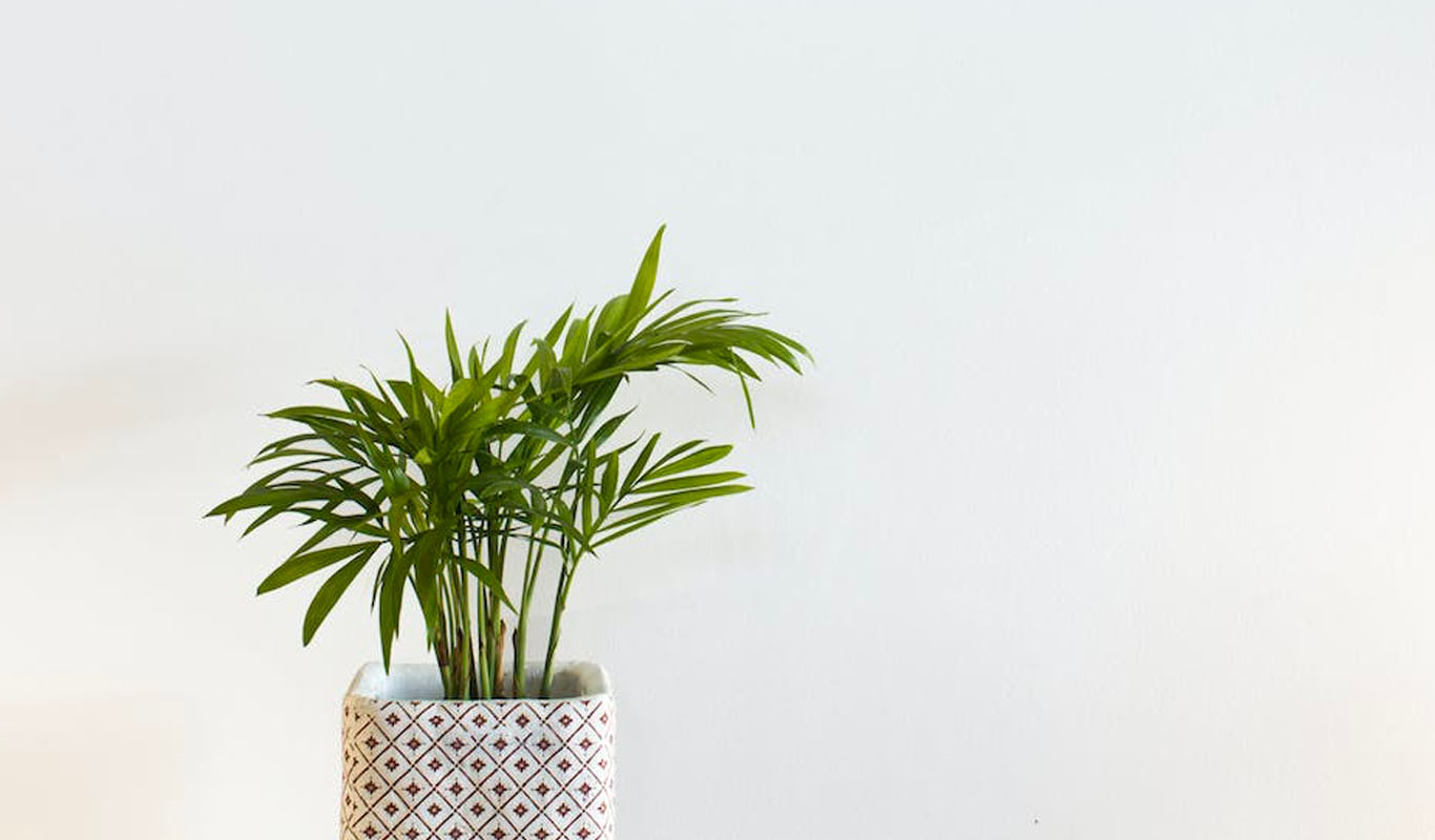 Les plantes dépolluantes pour améliorer l'air de votre maison