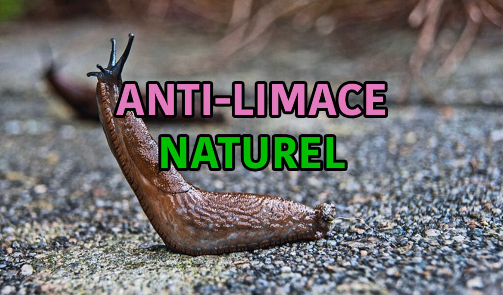 Anti limace naturel au vinaigre : une solution efficace - MEF