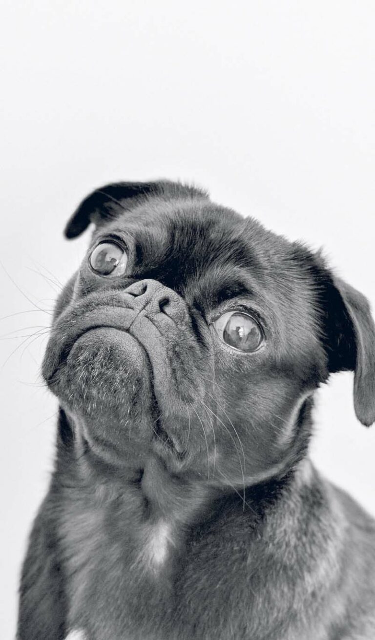 Des photos qui font rire : spéciales animaux