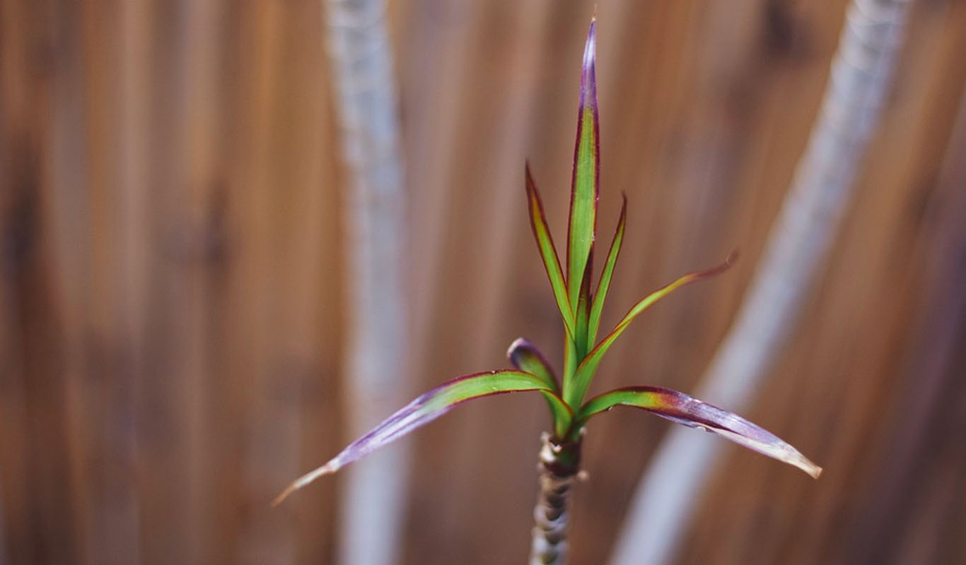 Les plantes dépolluantes pour améliorer l'air de votre maison
