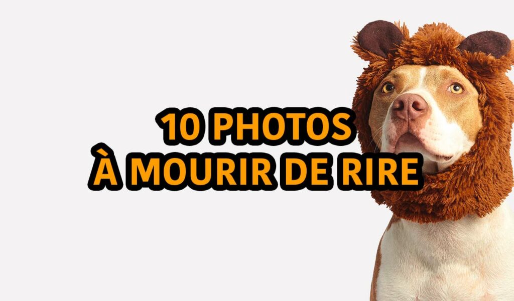 Des photos qui font rire : spéciales animaux
