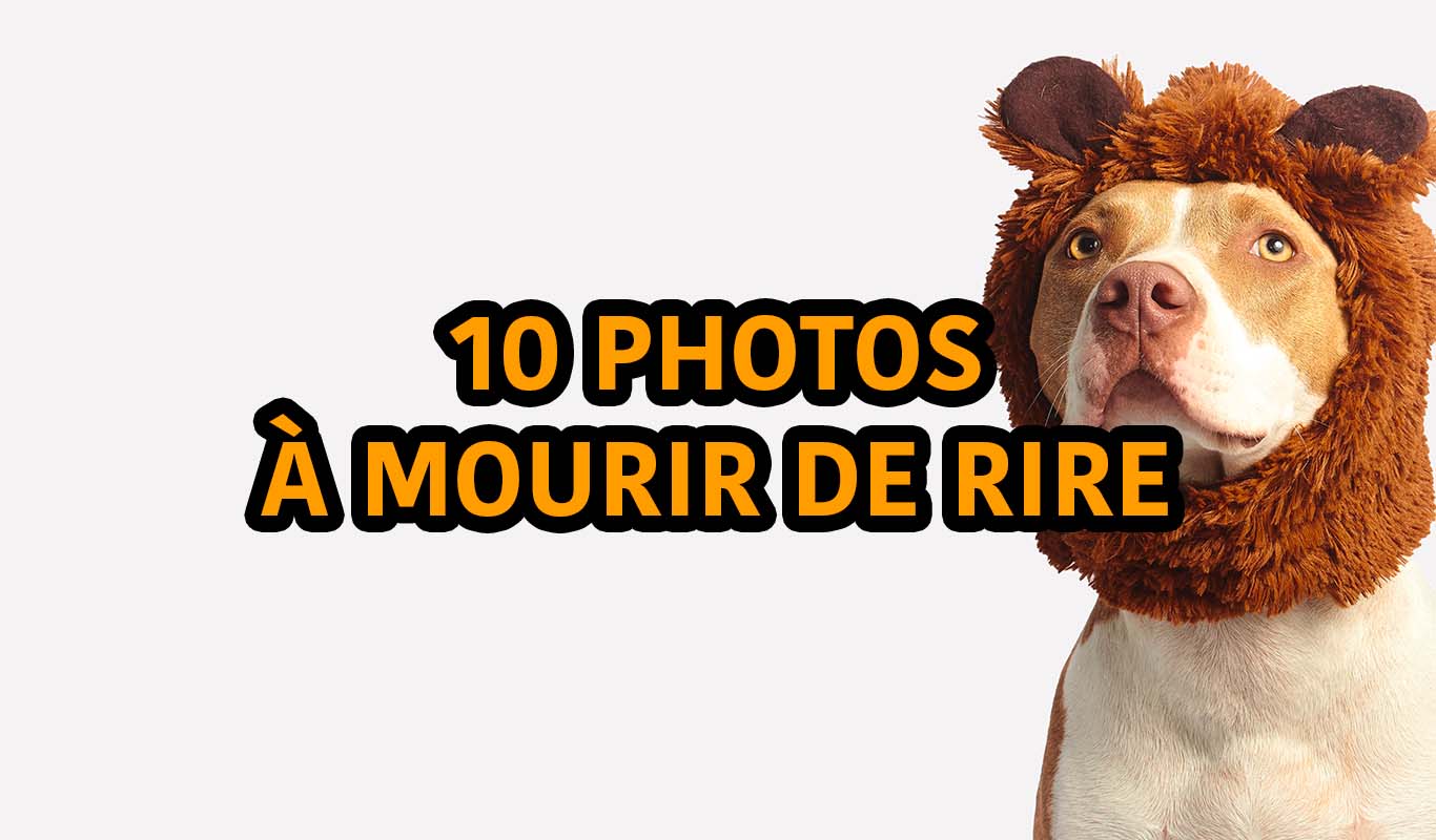 Des photos qui font rire : spéciales animaux