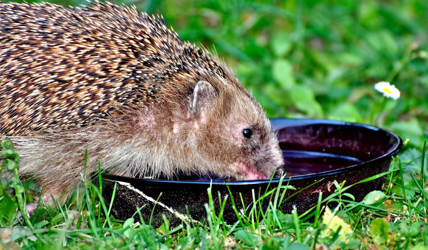 Tout savoir sur les hérissons