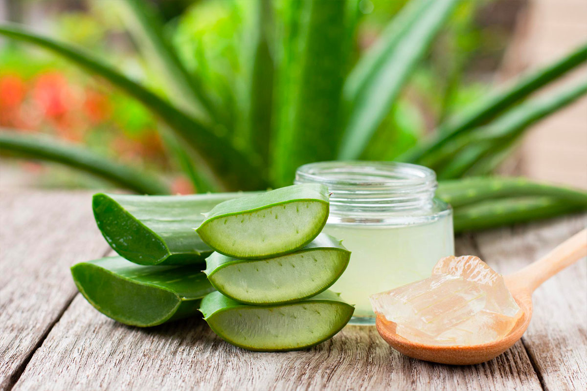 Aloe Vera : Utilisez dans votre routine beauté