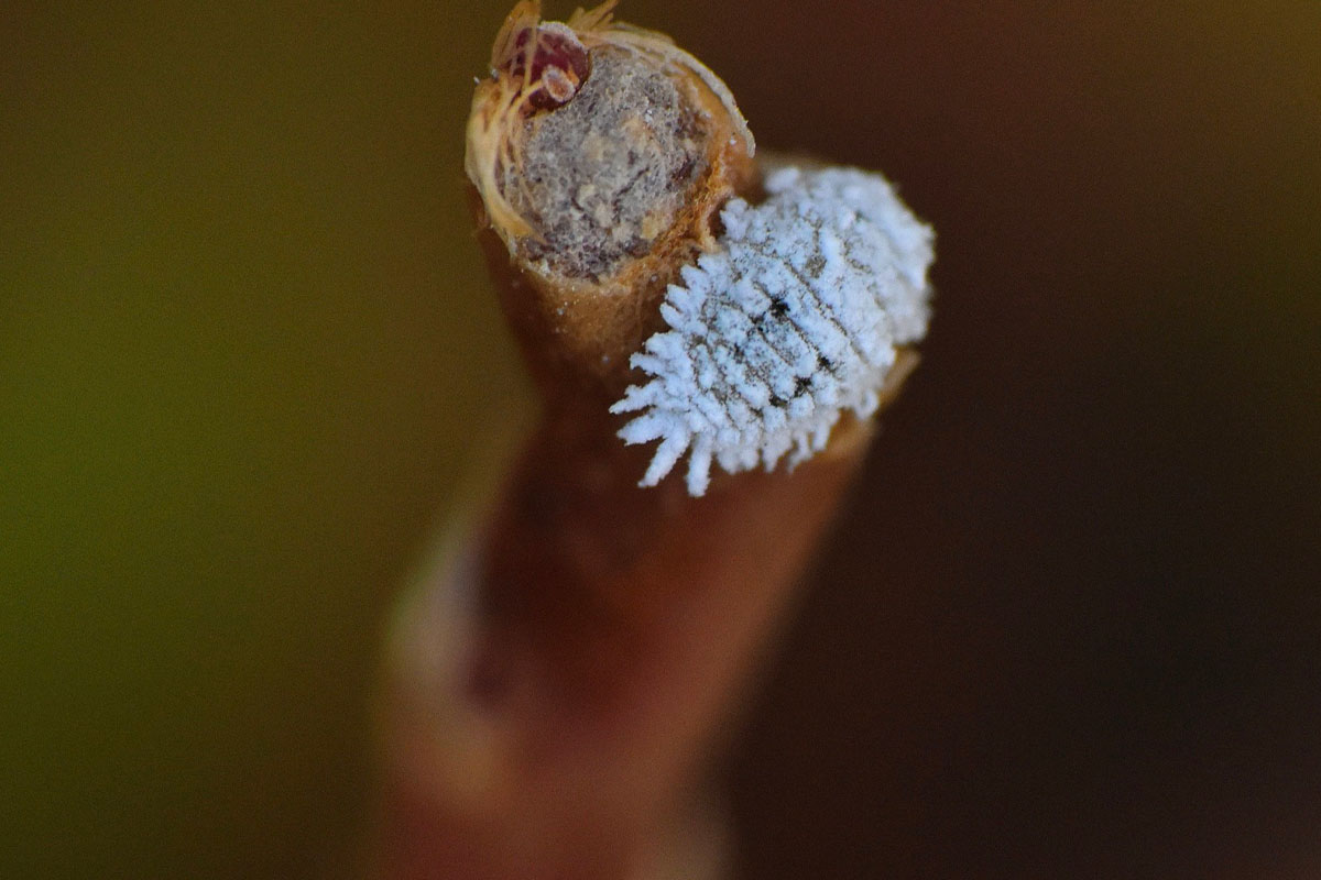 La cochenille : tout savoir sur cet insecte