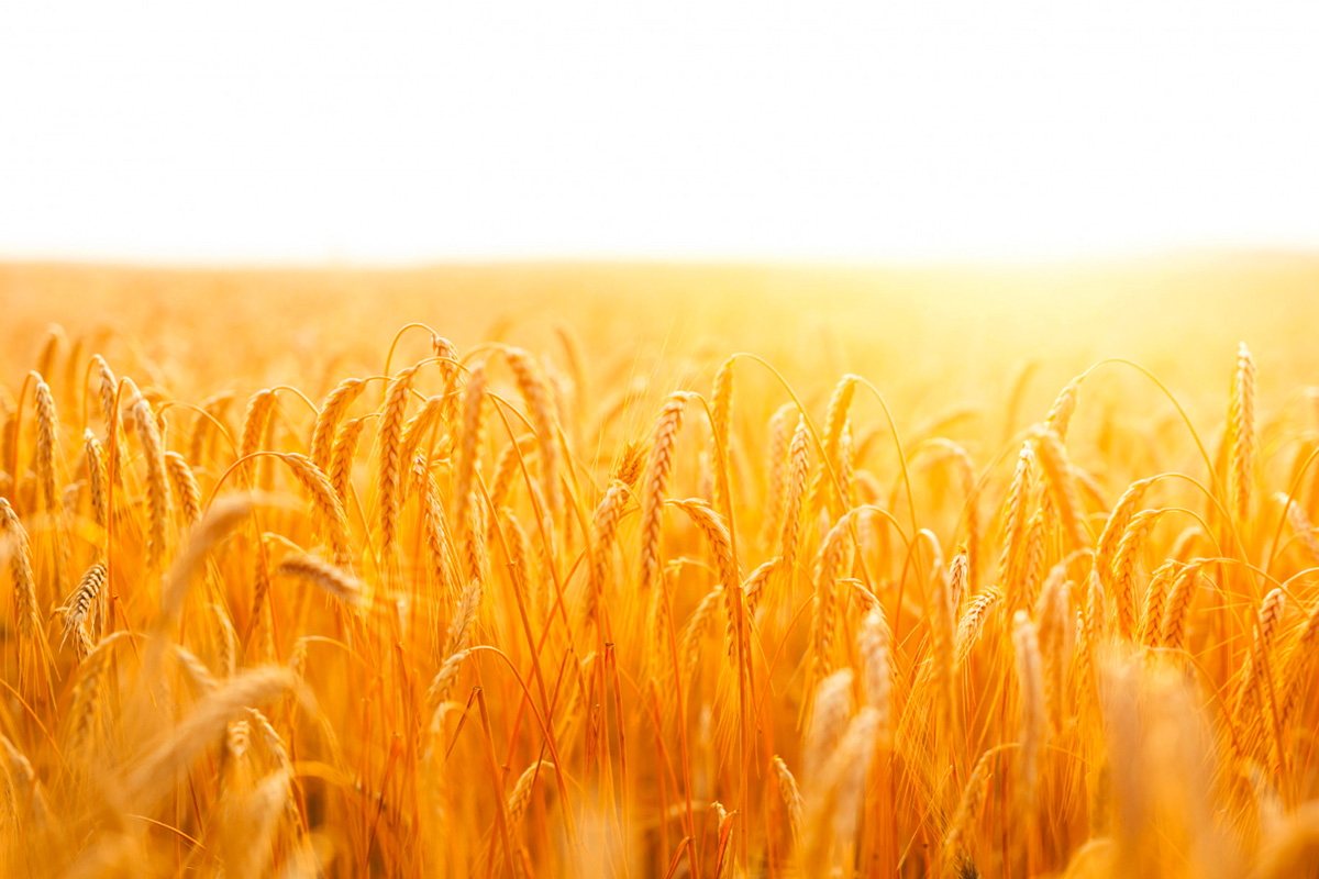 Pourquoi manger du blé ? Découvrez ses avantages